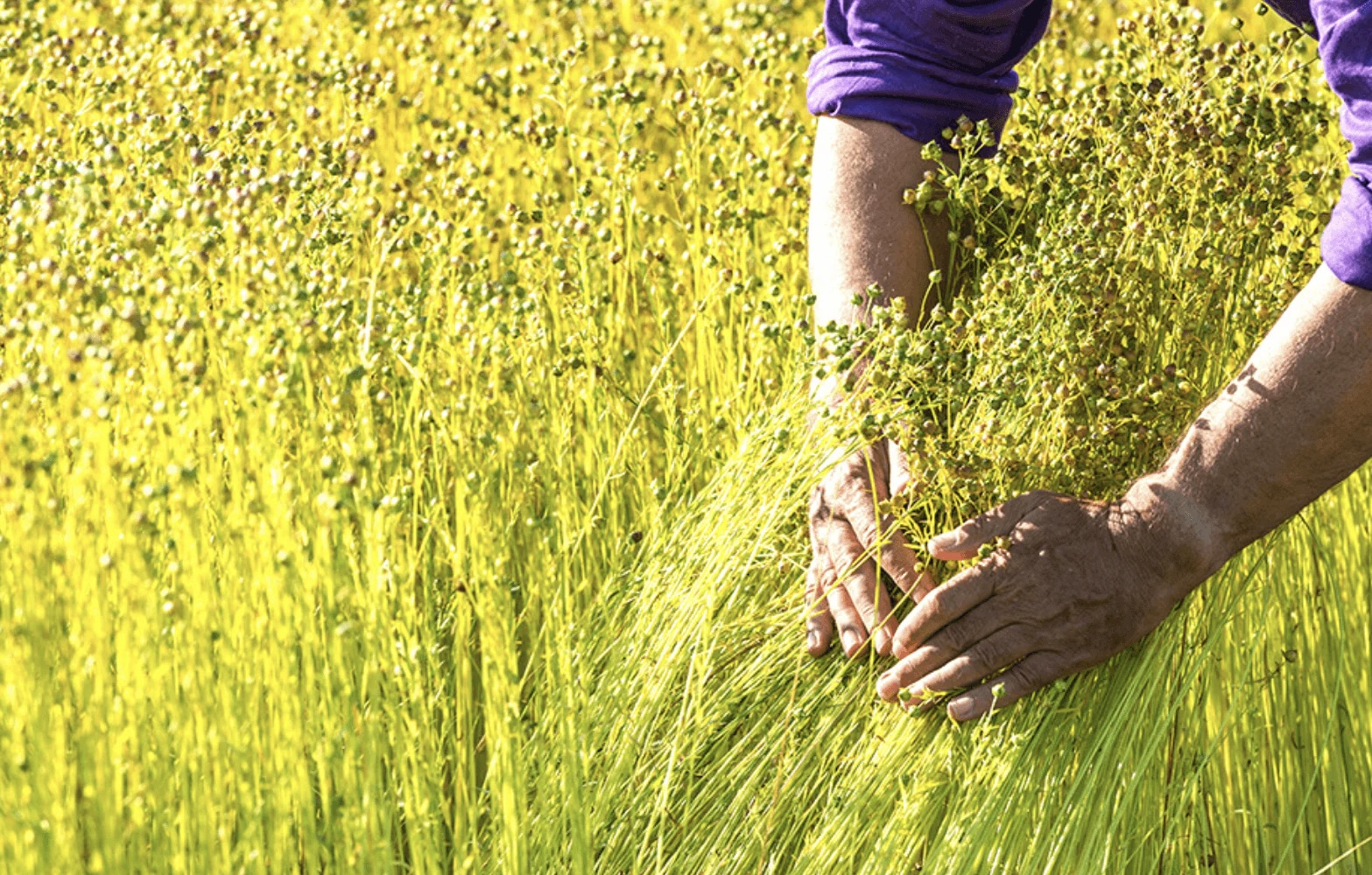 Growing Flax: An Expression of Culture Making - Helwys Society Forum